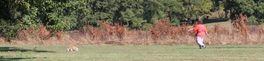 AKC Tracking Judges – STAYING on TRACK