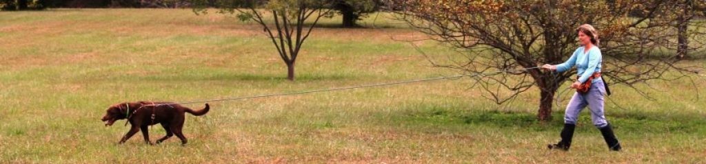 AKC Tracking Judges – STAYING on TRACK